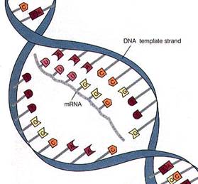 Mrna Single Stranded
