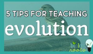 5 Helpful Tips for Teaching Evolution - Biology Roots