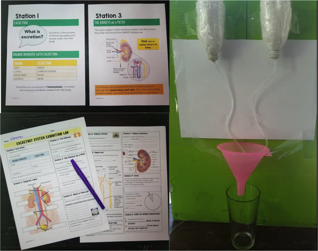 Excretory System Model - Biology Roots